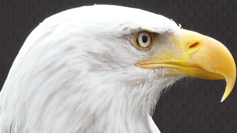 Bald Eagle Head Closeup Looking Camera Stock Footage Video (100% ...