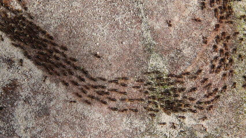 Groups of Termites Transporting Food Stock Footage Video (100% Royalty ...