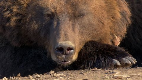 Wolverine Gulo Gulo Eating Prey Stock Footage Video (100% Royalty-free ...