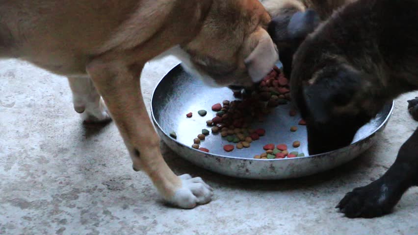 hungry dog eating food home Stock Footage Video (100% Royalty-free ...