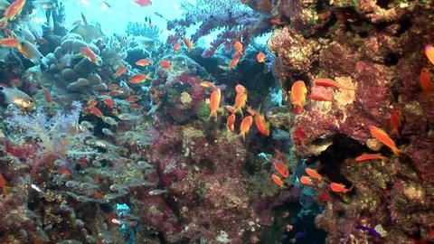 4k footage tropical fish swimming around Stock Footage Video (100% ...