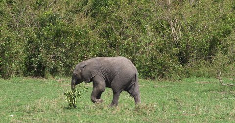 Un elefante macho apareándose con una: video de stock (totalmente libre ...