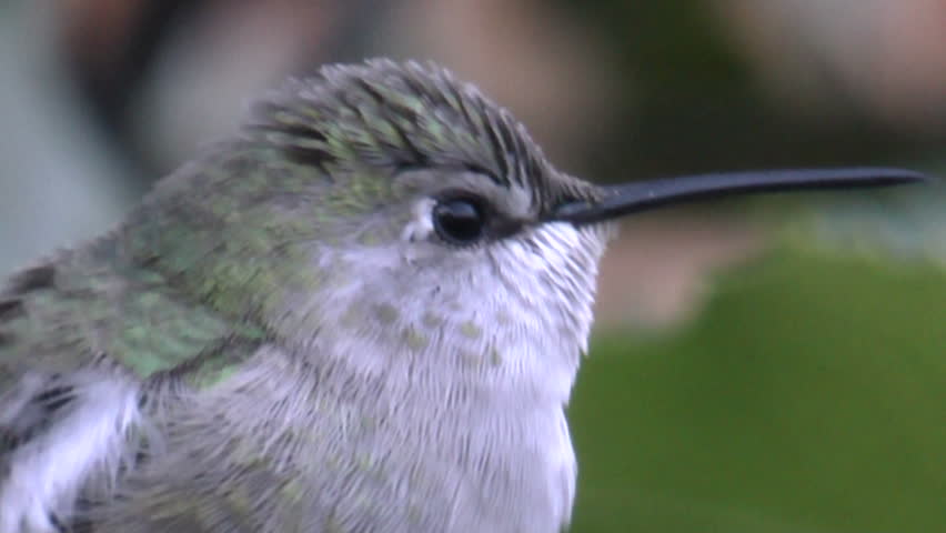 Hummingbird Face Close Up. 1080p Stock Footage Video (100% Royalty-free ...