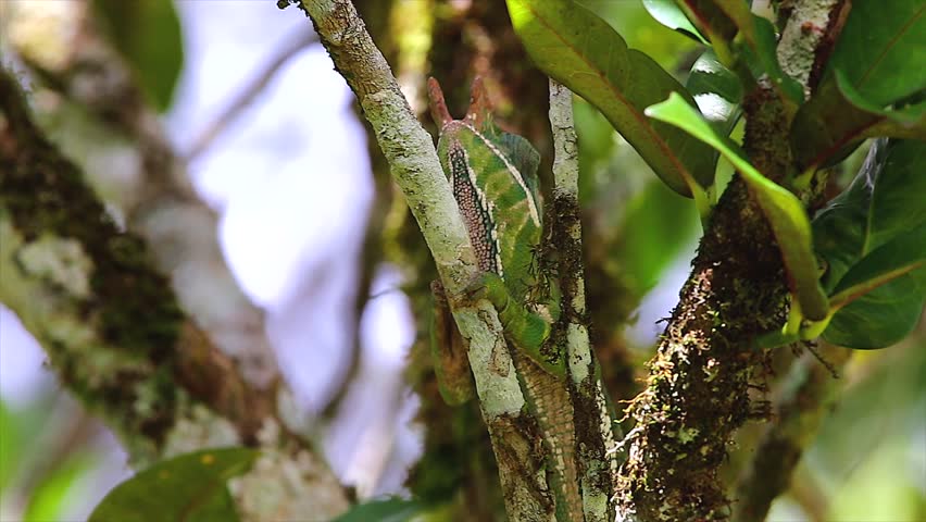 endangered rainforest two-banded chameleon furcifer balteatus Stock ...