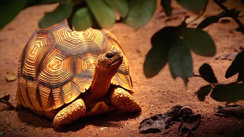 angonoka ploughshare tortoise madagascar this most Stock Footage Video ...