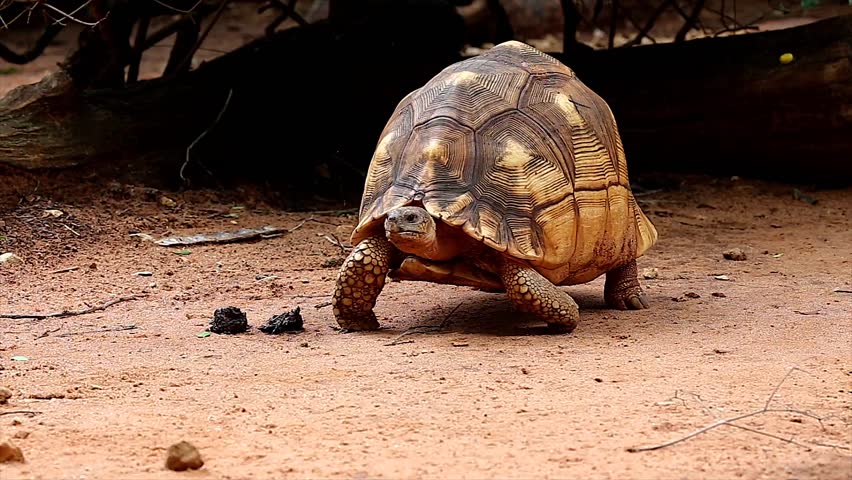 angonoka ploughshare tortoise madagascar this most Stock Footage Video ...