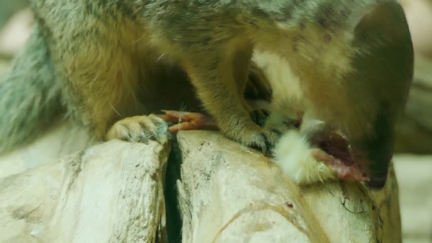 ring-tailed mongoose galidia elegans euplerid subfamily Stock Footage ...