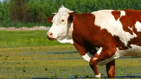 Cows Swamp Water Stock Footage Video (100% Royalty-free) 34019347 ...