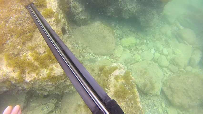 man hunts fish underwater speargun sea Stock Footage Video (100% ...