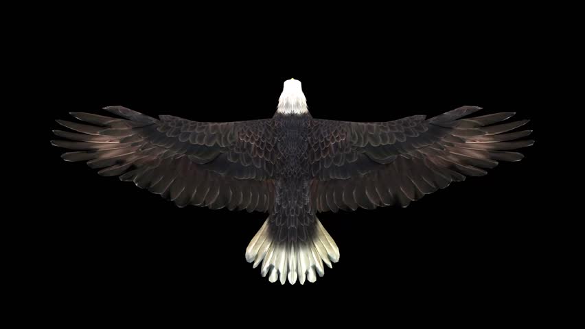 Bird Animation Stock Video Footage | Royalty Free Bird Animation Videos ...