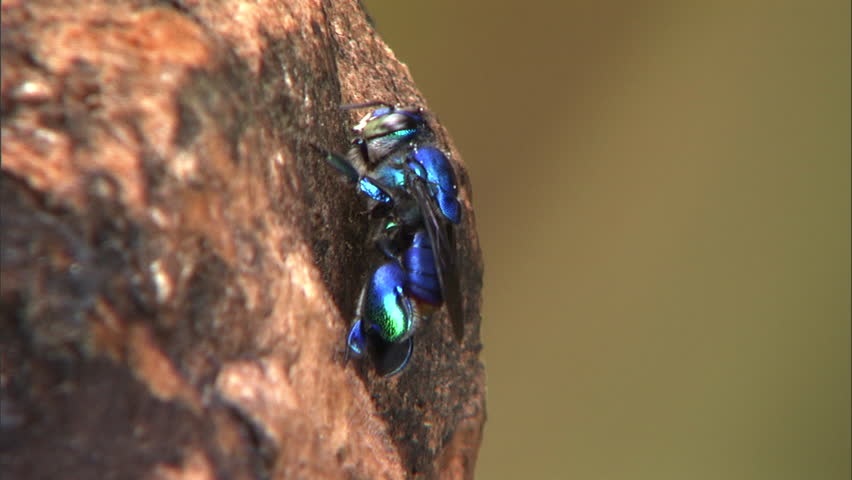 blue orchid bee Stock Footage Video (100% Royalty-free) 3404351 ...