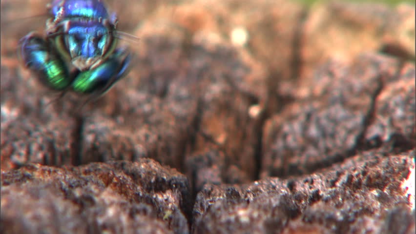 blue orchid bee Stock Footage Video (100% Royalty-free) 3404357 ...