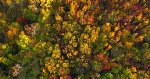 Looking Down On Autumn Forest Treetops Stock Footage Video (100% ...
