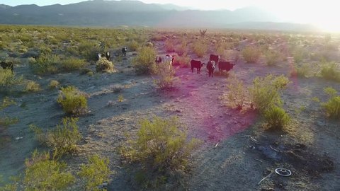 Dead Cow Decaying Desert Deceased Freerange Stock Footage Video (100% ...
