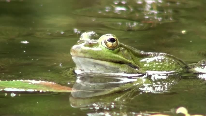 Frog Stock Footage Video (100% Royalty-free) 3408395 | Shutterstock
