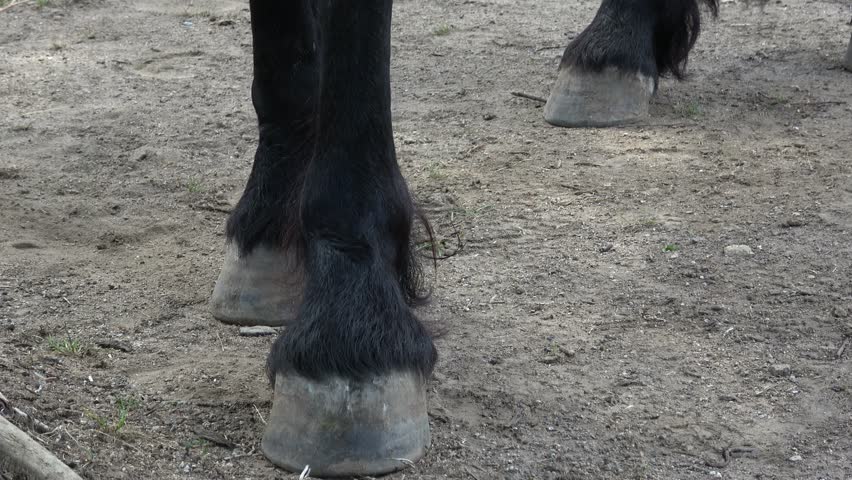 Horses Hoof On the Ground. Stock Footage Video (100% Royalty-free ...