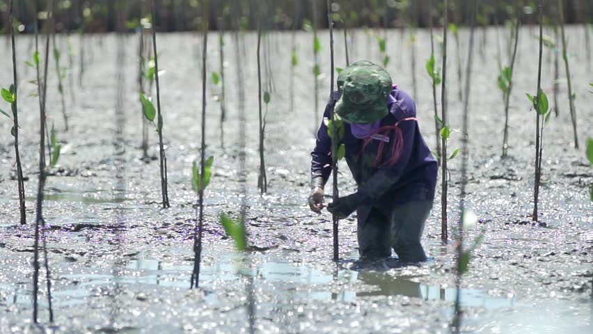 Humans plant mangrove forests to restore the environment and maintain ...