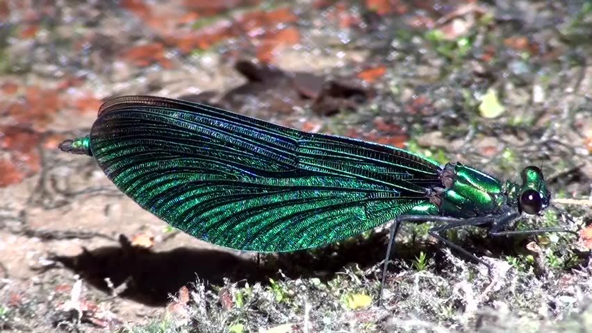 blue-winged prachtlibelle Stock Footage Video (100% Royalty-free ...