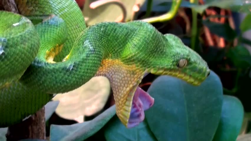 green tree boa corallus caninus Stock Footage Video (100% Royalty-free ...