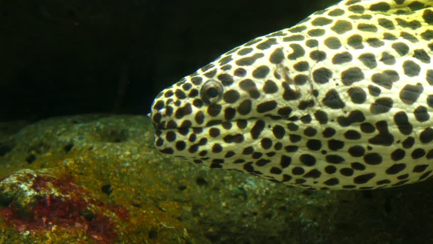 Giant Black Spotted Moray Eel Stock Footage Video (100% Royalty-free ...