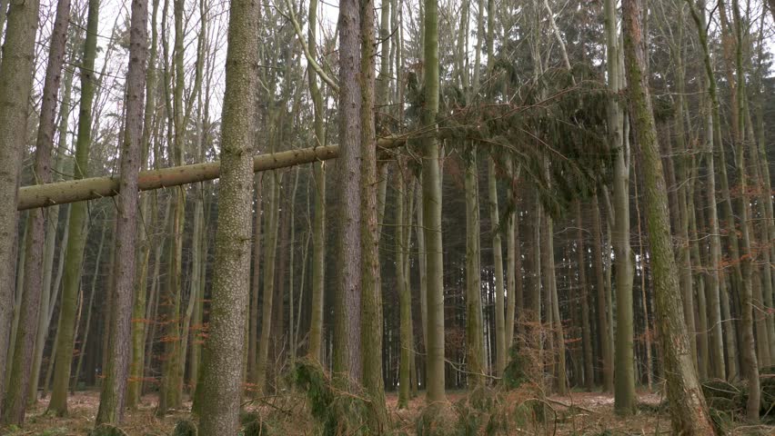 16 Catastrophic windthrow damage Stock Video Footage - 4K and HD Video ...