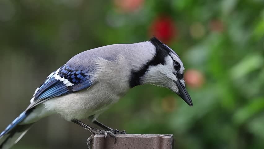 3,312 Jay Bird Stock Video Footage - 4K and HD Video Clips | Shutterstock