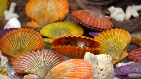 Hiougigai Noble Scallops Colourful Natural Seashell Stock Footage Video ...
