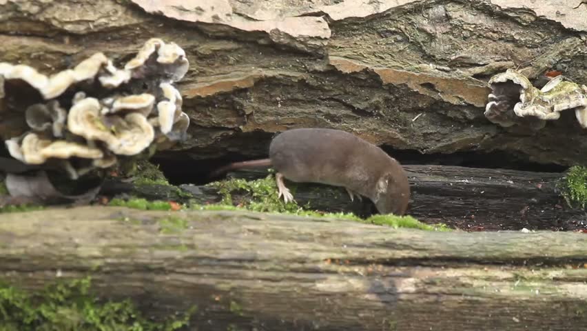 22 Common tree shrew Stock Video Footage - 4K and HD Video Clips ...