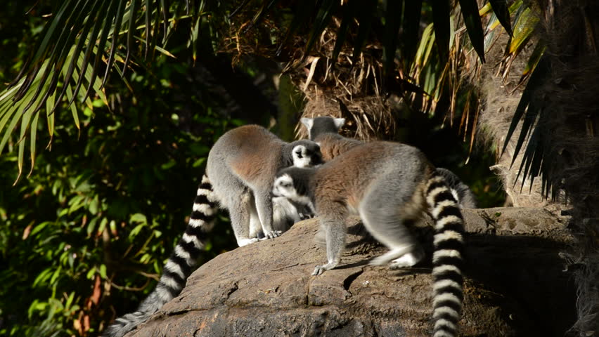 ringtail lemur jumping rock group lemurs Stock Footage Video (100% ...