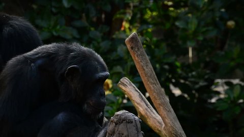 Common Chimpanzee Yawning Showing All His Stock Footage Video (100% ...