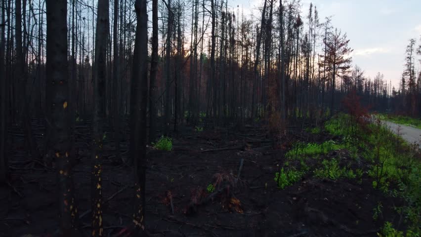 Forest Destruction Videos: 4K and HD Video Clips for Download