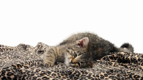 Cute Tabby Kitten Rolling Playing On Stock Footage Video (100% Royalty ...