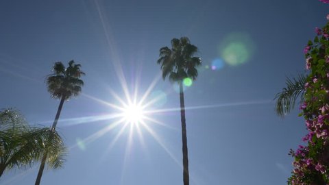 driving through palm trees on beverly Stock Footage Video (100% Royalty ...