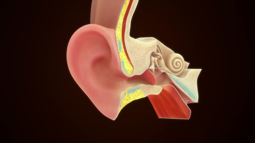 Ear Stock Video Footage | Royalty Free Ear Videos | Pond5