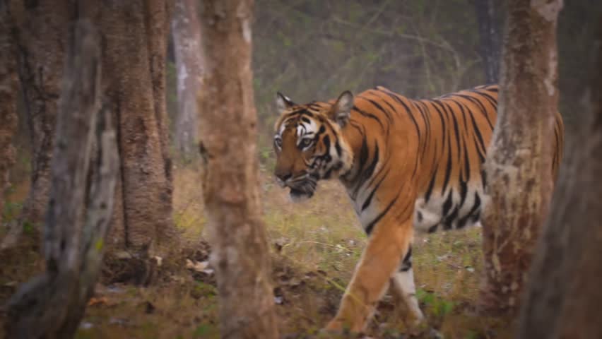 38,416 Tiger Stock Video Footage - 4K and HD Video Clips | Shutterstock