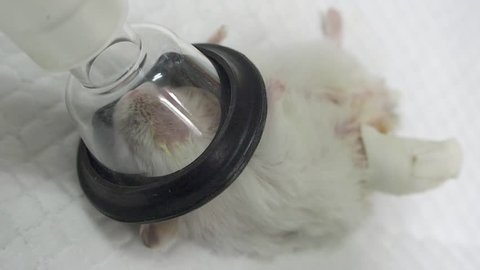 16 Hamster Hospital Stock Video Footage - 4K and HD Video Clips ...