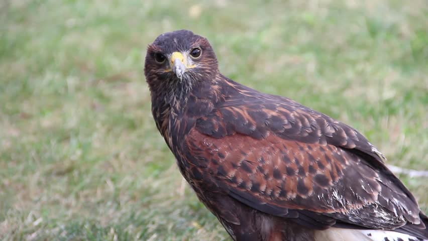 419 Harris Hawk Stock Video Footage - 4K and HD Video Clips | Shutterstock