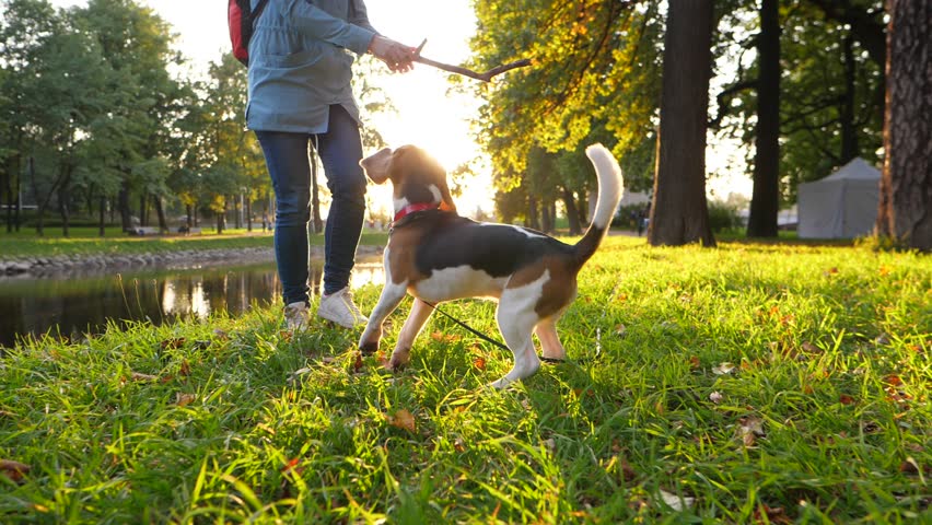 Woman Play With Young Beagle Stock Footage Video 100 Royalty Free 34275862 Shutterstock