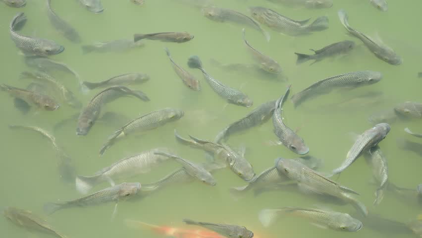 tilapia fish swim river Stock Footage Video (100% Royalty-free ...