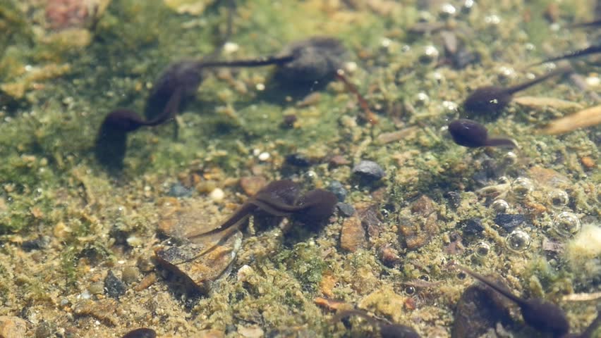 Tadpoles are Swimming in Shallow Stock Footage Video (100% Royalty-free ...