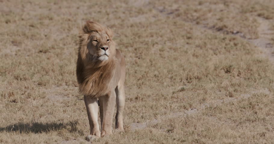 Lion on plains Stock Video Footage - 4K and HD Video Clips | Shutterstock