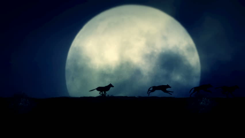 Four Wolves Running at Night Stock Footage Video (100% Royalty-free ...