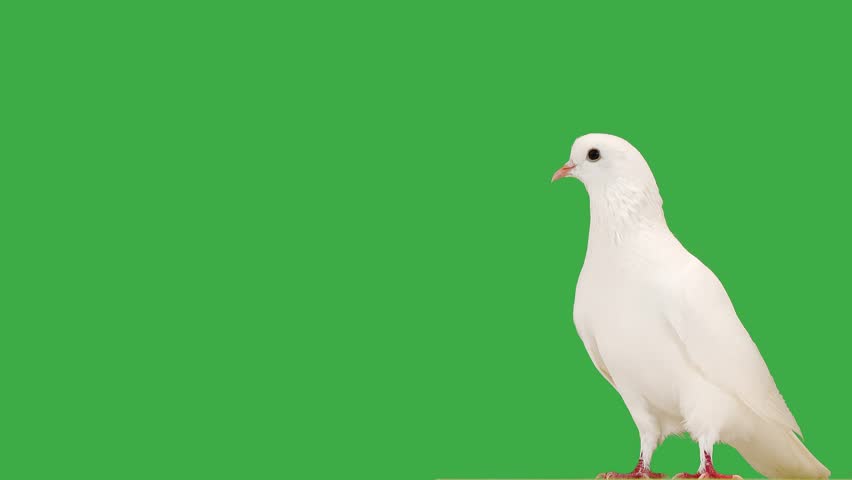 Bird Green Screen Stock Video Footage | Royalty Free Bird Green Screen ...
