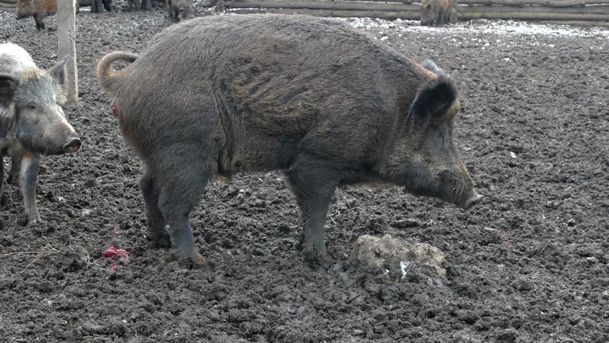Wild boar poop Stock Video Footage - 4K and HD Video Clips | Shutterstock