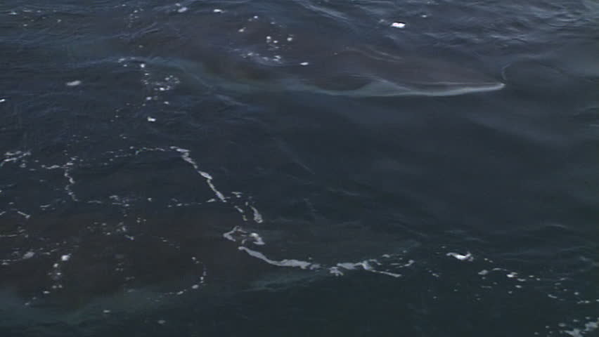 whales breaching water surface Stock Footage Video (100% Royalty-free ...