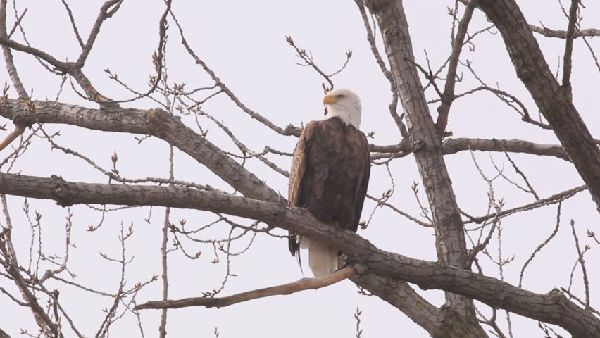 Bald Eagle Resting On a Stock Footage Video (100% Royalty-free) 3435605 ...