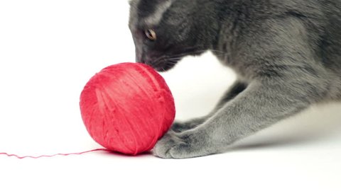 Grey Cat Playing Red Thread Ball Stock Footage Video (100% Royalty-free ...