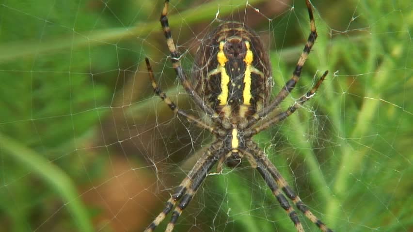 Huge Malaysian Earth Tiger Tarantula Retreats Stock Footage Video (100% ...