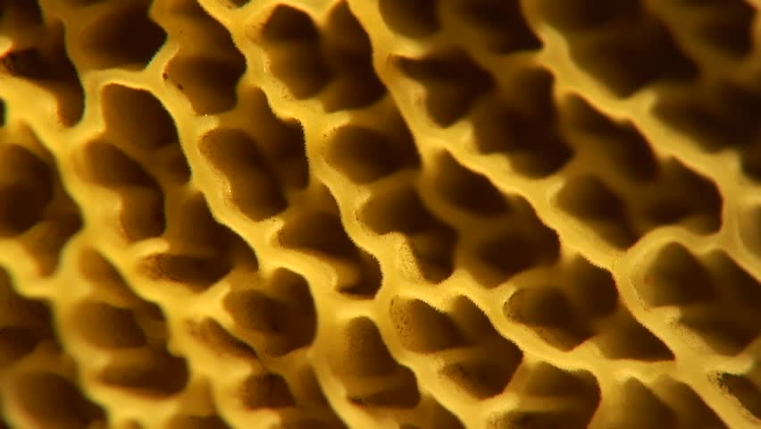 Toadstool underside Stock Video Footage - 4K and HD Video Clips ...