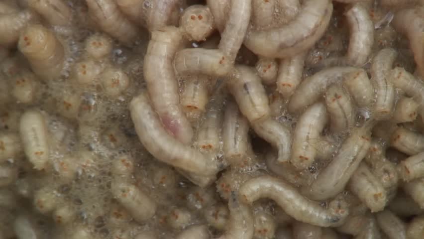 maggots Stock Footage Video (100% Royalty-free) 3440408 | Shutterstock